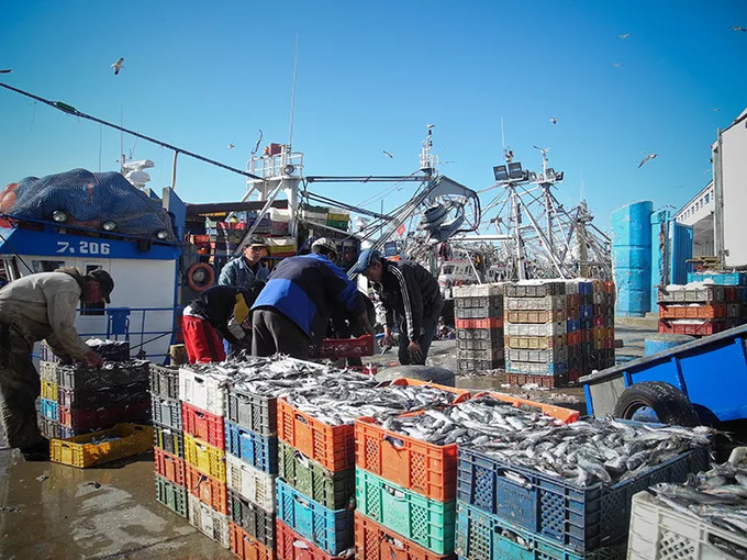 MAROC : Pêche: Plus de 7.000 tonnes de poissons enregistrées à ...