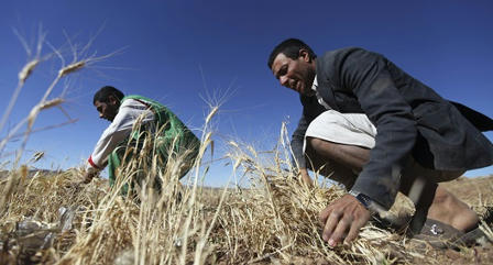 Climate-resilient small farming communities vital to MENA food security ...