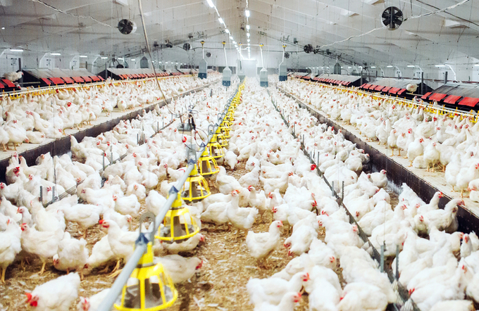 MAROC : Aviculture : Le secteur toujours dans un cycle contraignant ...