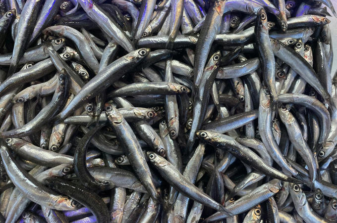 TURKEY: Bonito, anchovy listed as most popular fish among Istanbulities ...