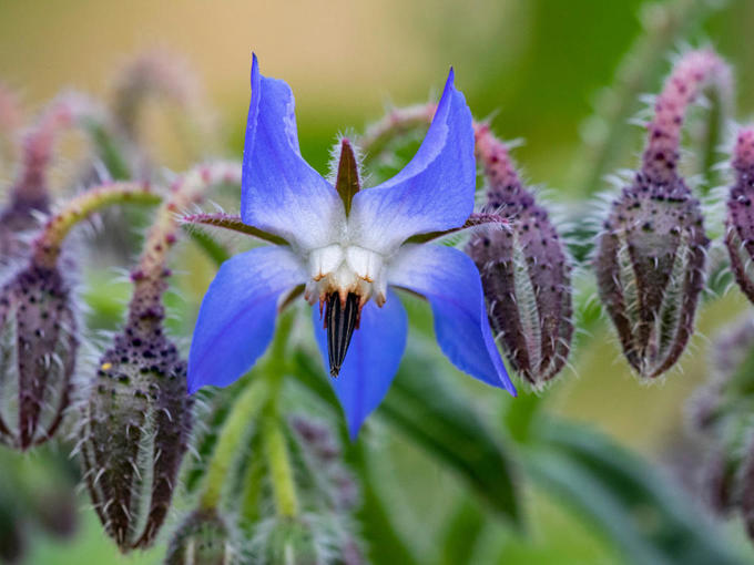 MALTA : February Plant of the Month: Borage (Maltese: Fidloqqom) Borago ...
