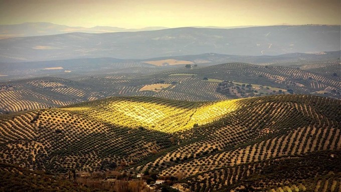 SPAIN : UNESCO May Yet Give Andalusian Olive Trees Heritage Status - CIHEAM