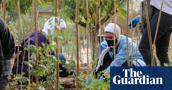 Greening the desert: the architect regenerating JORDAN's native FORESTS ...