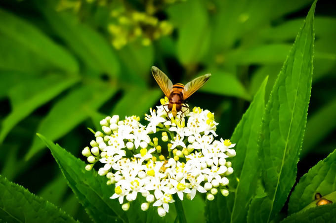 TURKEY : Tips and fun facts about Turkish honey in honor of World Bee ...