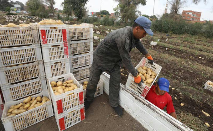 EGYPTIAN farmers harvest potatoes as exports surge - in pictures - CIHEAM