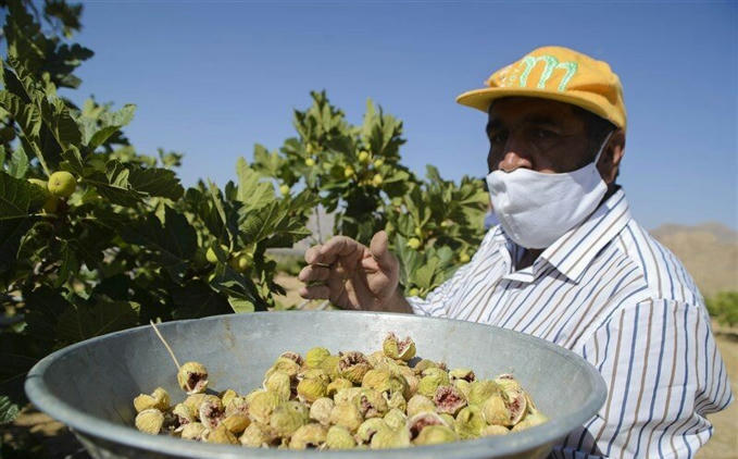 IRAN : FAO recognizes new Globally Important Agricultural Heritage ...