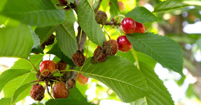 Furious FRENCH cherry farmers protest over insecticide ban - CIHEAM