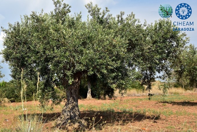 The International Olive Council (IOC) and the Mediterranean Agronomic ...