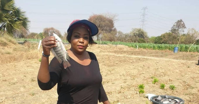 AQUACULTURE : The quest to become one of Zambia’s top tilapia producers ...