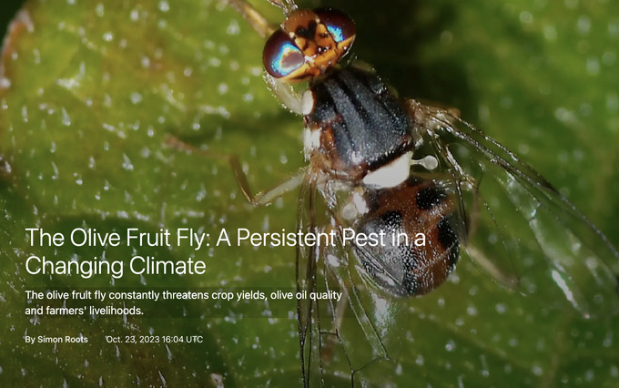 MEDITERRANEAN : The Olive Fruit Fly: A Persistent PEST in a Changing Climate - CIHEAM